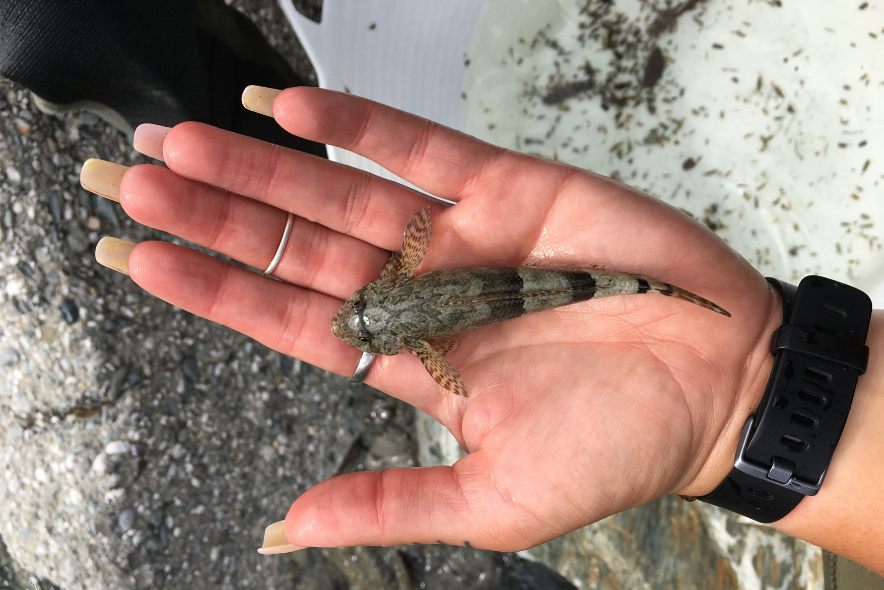 Arahura River Baseline Report and Cultural Health Assessment | Boffa ...