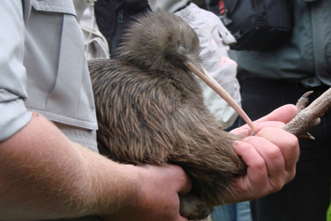 Project Kiwi | Boffa Miskell